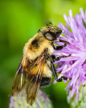 Holston Rivers Volunteer Helps Discover Flower Flies on the Blue Ridge ...